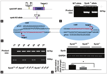 Syncytin-A Knockout Induces Placental Developmental Abnormalities ...