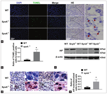 Syncytin-A Knockout Induces Placental Developmental Abnormalities ...