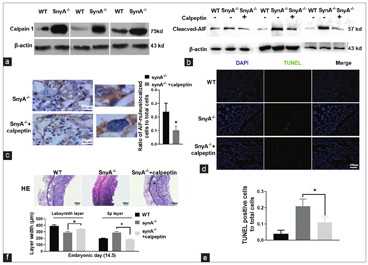 Syncytin-A Knockout Induces Placental Developmental Abnormalities ...
