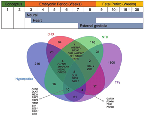 Transcription factors dysregulated in three complex birth defects datasets