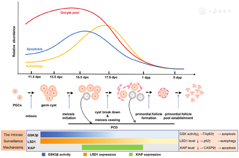 The programmed death of fetal oocytes and the correlated surveillance ...