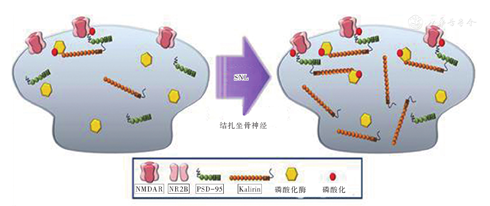 Kalirin-7在神经病理性疼痛和抑郁症中作用机制的研究进展 - 中华疼痛学杂志
