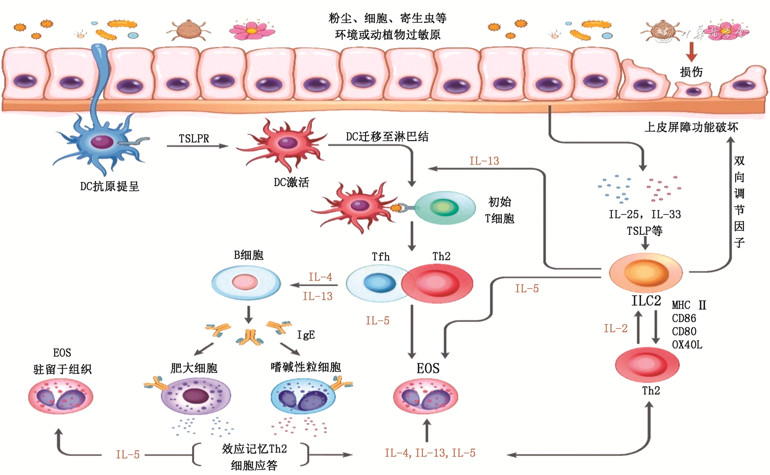 2型炎症性疾病机制及靶向治疗专家共识 - 中华医学杂志