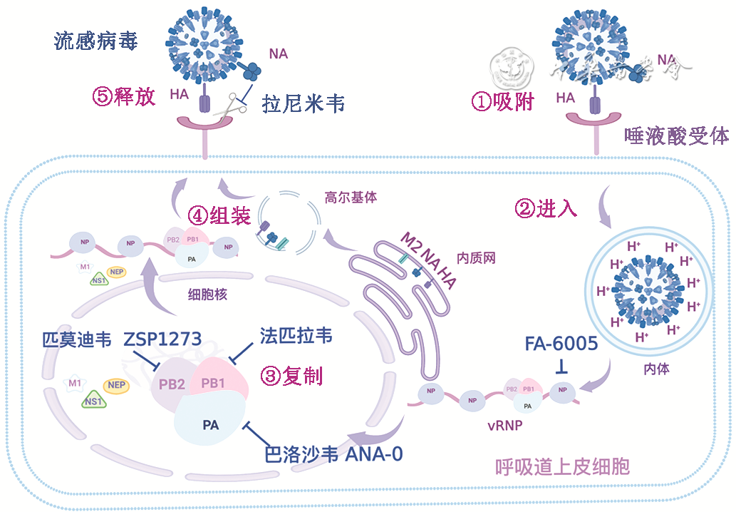 流感抗病毒药物治疗进展 - 中华医学杂志