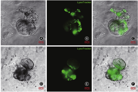 Continuous purification and culture of rat type 1 and type 2 alveolar ...