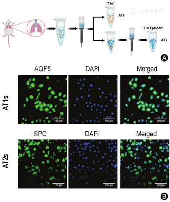 Electrotaxis of alveolar epithelial cells in direct-current electric fields
