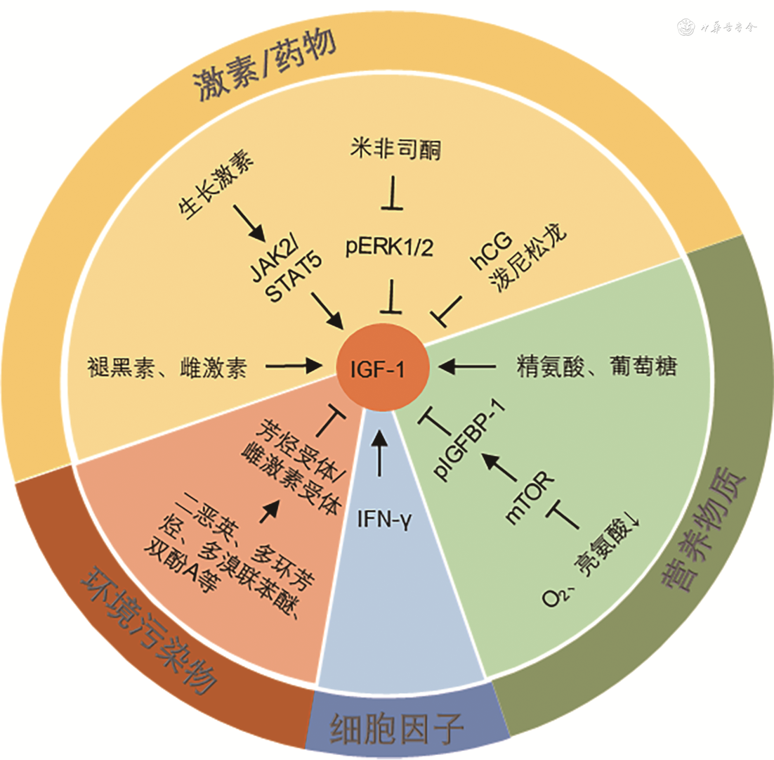 胰岛素样生长因子1在母-胎界面生物学功能和调节机制进展 - 中华生殖与避孕杂志