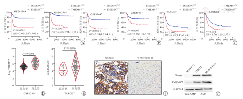 TMEM97蛋白对神经母细胞瘤侵袭迁移的影响及机制研究 - 中华小儿外科杂志
