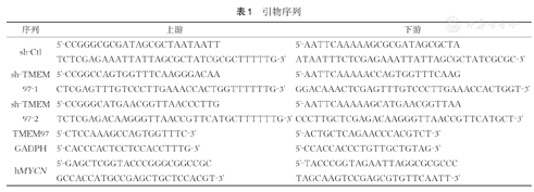 TMEM97蛋白对神经母细胞瘤侵袭迁移的影响及机制研究 - 中华小儿外科杂志
