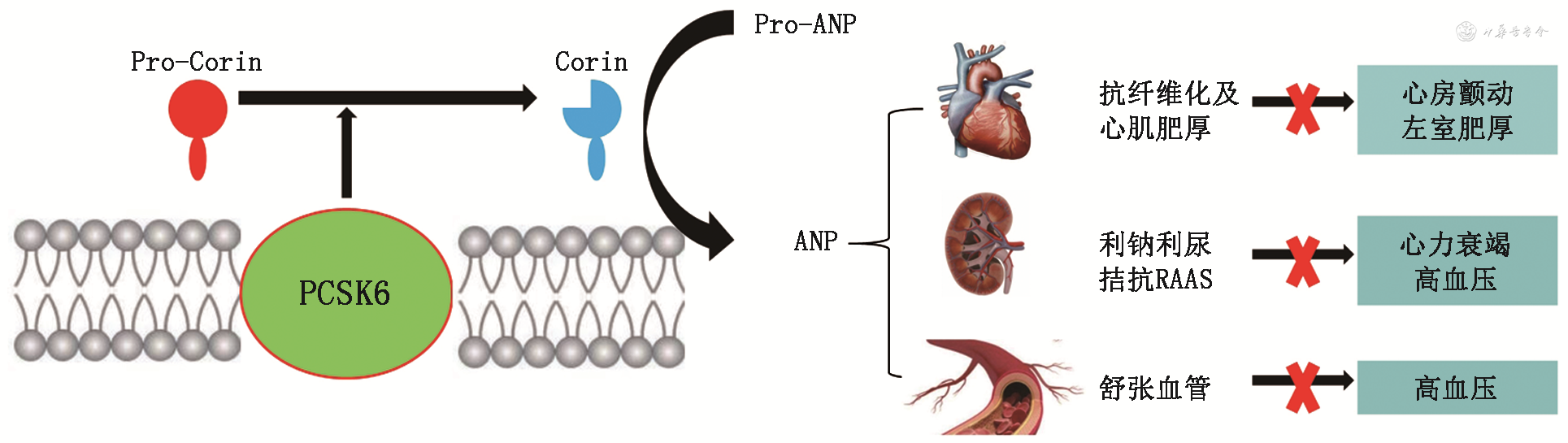 PCSK6-corin-ANP轴在心血管疾病诊治中的进展 - 中华心力衰竭和心肌病杂志