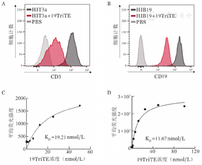一种新的靶向CD19抗原的三特异性T细胞衔接器的制备及其抗白血病作用研究