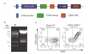 靶向CD52嵌合抗原受体T细胞的制备及其抗白血病作用研究 - 中华血液学杂志